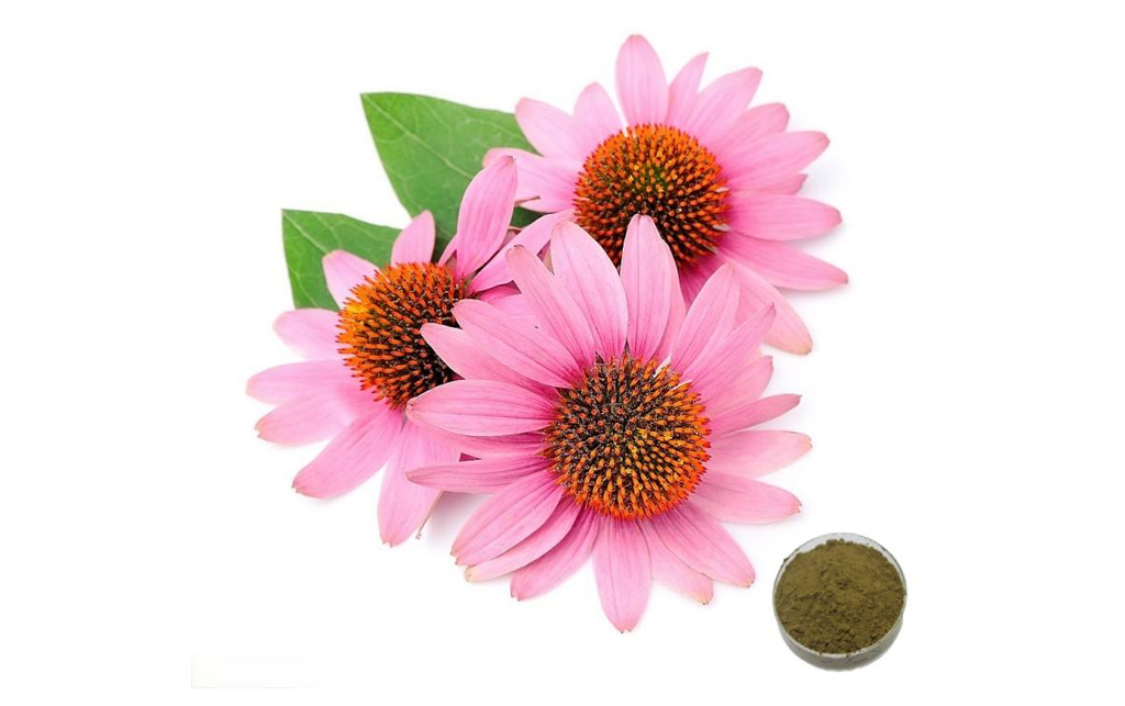 Echinacea Extract - Nourishing Ingredients